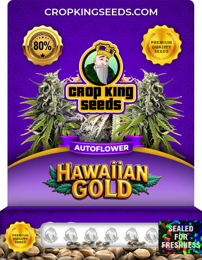 Hawaiian Gold Autoflower Seeds – Tropical Uplift | 17% THC