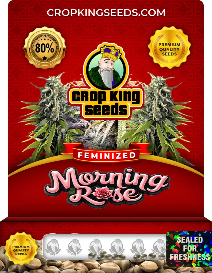 Morning Rose Feminized Marijuana Seeds | Crop King Seeds