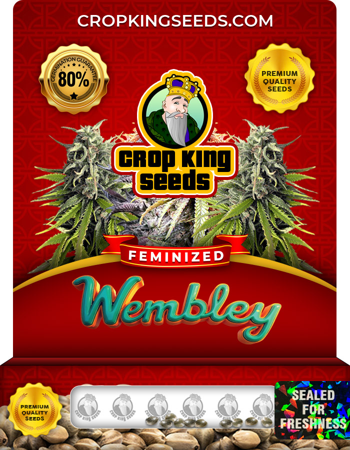 Wembley Strain Feminized Marijuana Seeds | Crop King Seeds