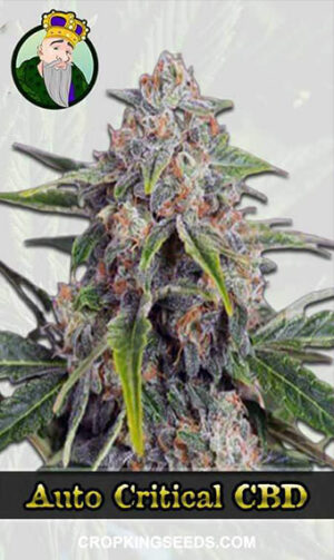Buy Auto Critical (CBD Auto) Strain Marijuana Seeds | Crop King Seeds