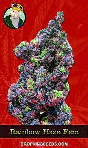 Buy Rainbow Haze Feminized Marijuana Seeds | Crop King Seeds