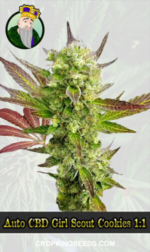 Buy Marijuana CBD Seeds - Crop King Seeds