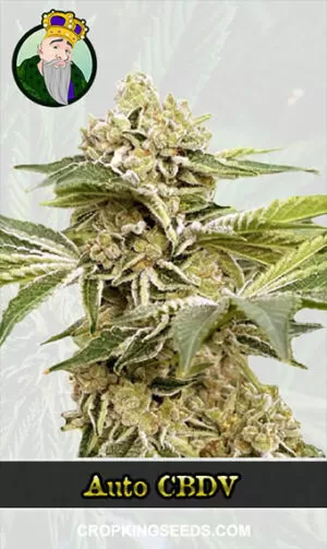 Buy Autoflowering Marijuana Seeds Online at Crop king Seeds
