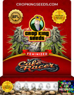 Cafe Racer Feminized Marijuana Seeds | Crop King Seeds