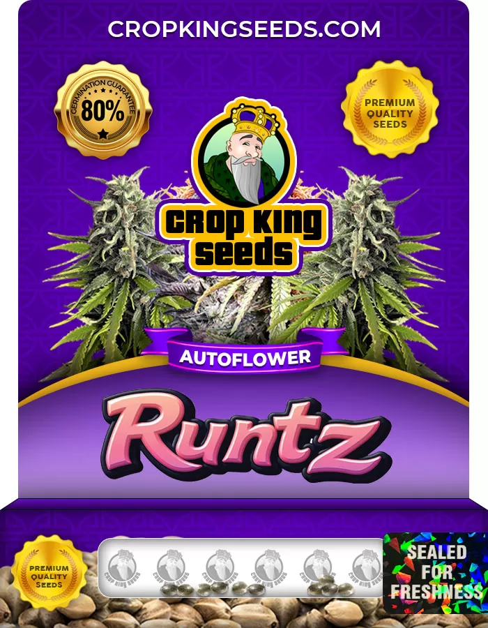 Runtz Autoflower Seeds – Potent & Fast | 18–29 % THC