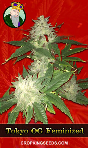 Buy Tokyo OG Strain Feminized Marijuana Seeds | Crop King Seeds