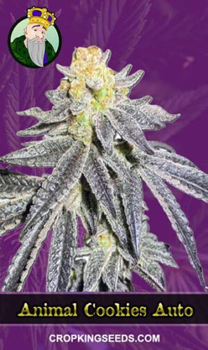 Buy Animal Cookies Strain Autoflowering Marijuana Seeds | Crop King Seeds