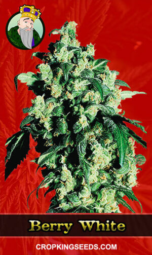 Buy Berry White Strain Feminized Marijuana Seeds | Crop King Seeds