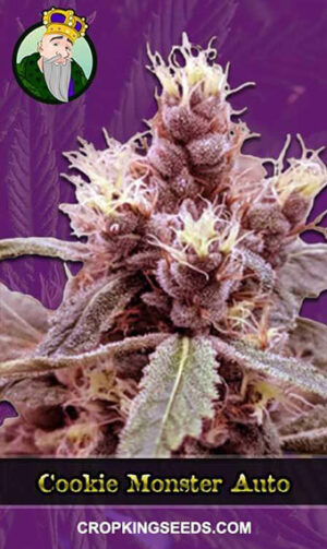 Buy Cookie Monster Strain Autoflower Marijuana Seeds | Crop King Seeds