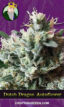 Buy Dutch Dragon Strain Autoflowering Marijunana Seeds | Crop King Seeds
