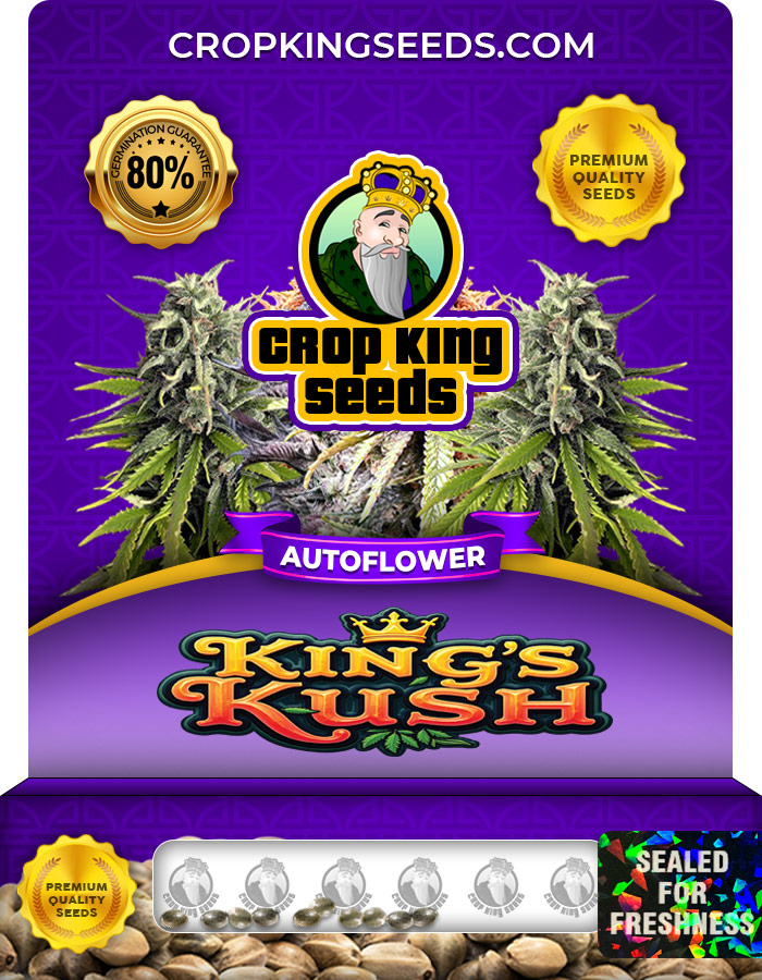 King’s Kush Autoflower Seeds – 18–20% THC, 9–10 Weeks