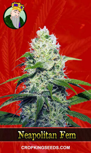 Buy Neapolitan Strain Feminized Marijuana Seeds | Crop King Seeds