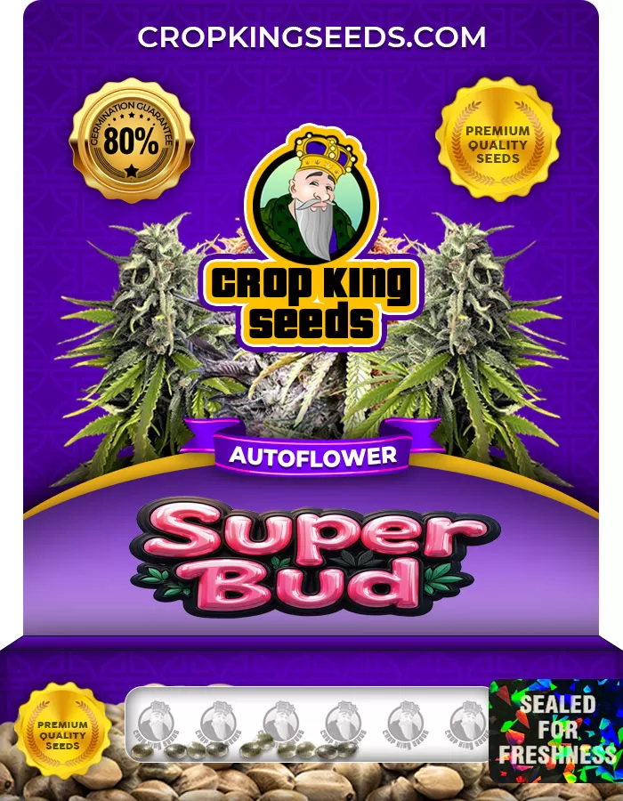 Super Bud Autoflower Seeds – Easy Hybrid, 15–19% THC
