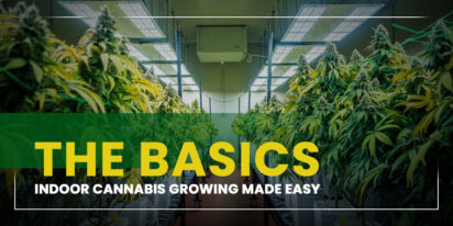 The Basics: Indoor Cannabis Growing Made Easy | Crop King Seeds