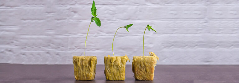 What and Why? Growing Mediums Explained | Crop King Seeds