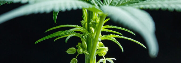 How to Tell Marijuana Plant Gender | Crop King Seeds