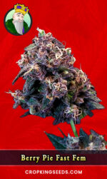 Buy Strawberry Milk Strain Fast Version Marijuana Seeds | Crop King Seeds