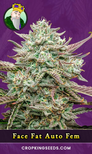 Buy Face Fat Strain Autoflowering Feminized Marijuana Seeds | Crop King ...