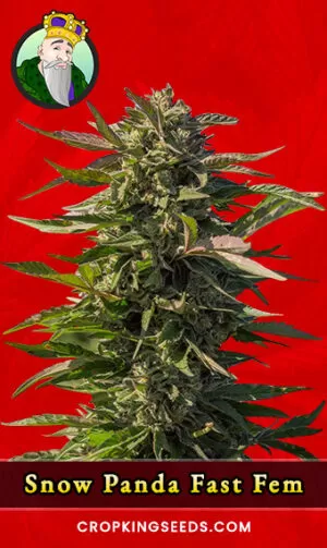 Buy Snow Panda Strain Fast Version Feminized Marijuana Seeds | Crop ...