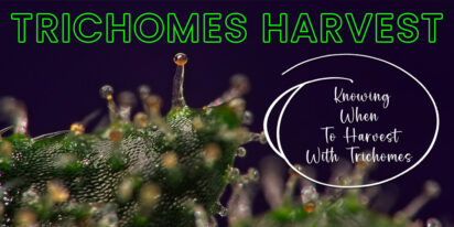 Trichomes Harvest: Knowing When To Harvest With Trichomes | Crop King Seeds