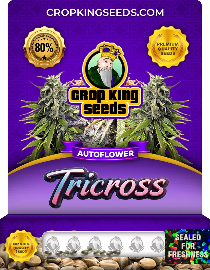 Tricross Autoflowering Feminized Marijuana Seeds | Crop King Seeds
