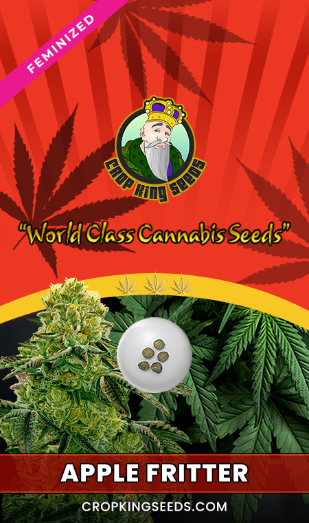 Buy Apple Fritter Strain Feminized Marijuana Seeds | Crop King Seeds