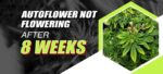 Autoflower Not Flowering After 8 Weeks: Why Is That? | Crop King Seeds