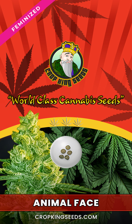 Animal Face Strain Feminized Marijuana Seeds | Crop King Seeds - ReportWire