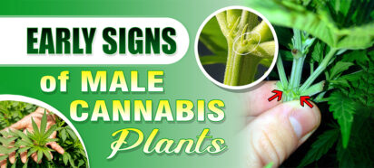 Early Signs of Male Cannabis Plants | Crop King Seeds