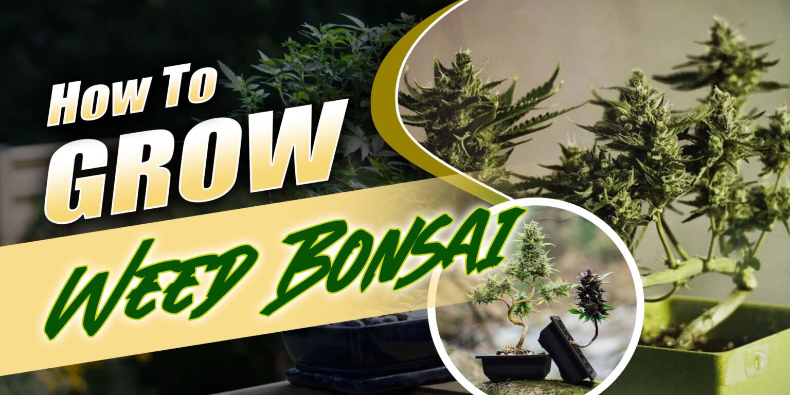 How To Grow Weed Bonsai | Crop King Seeds