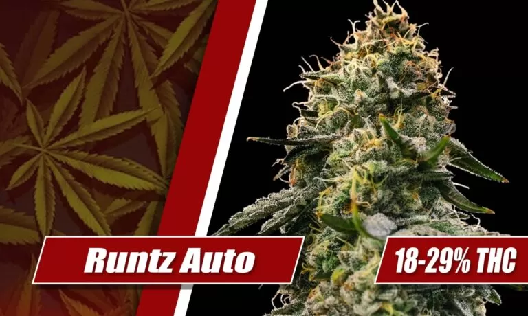 Best Couch Lock Strains | Crop King Seeds