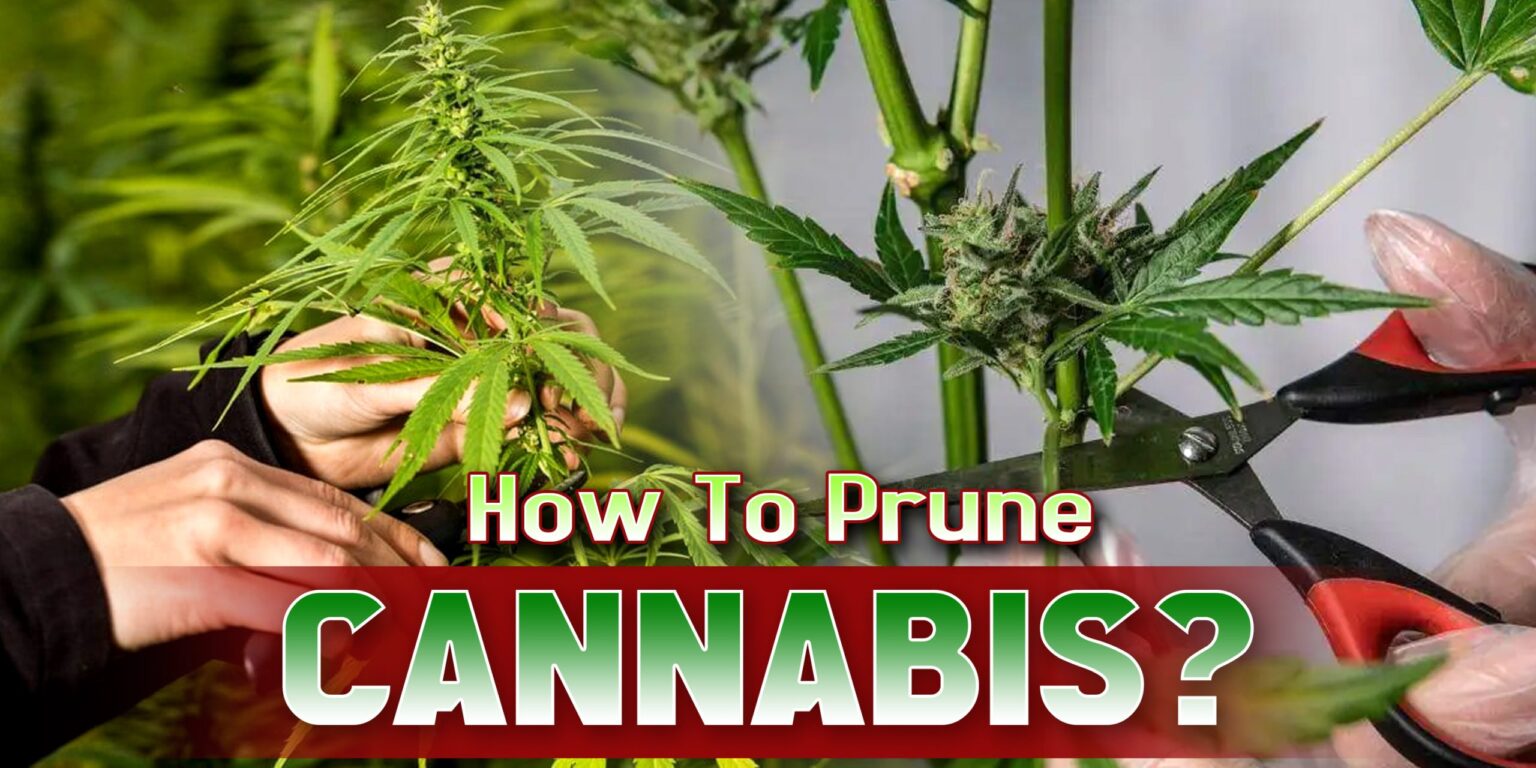 Cannabis 101: How To Prune Cannabis? | Crop King Seeds