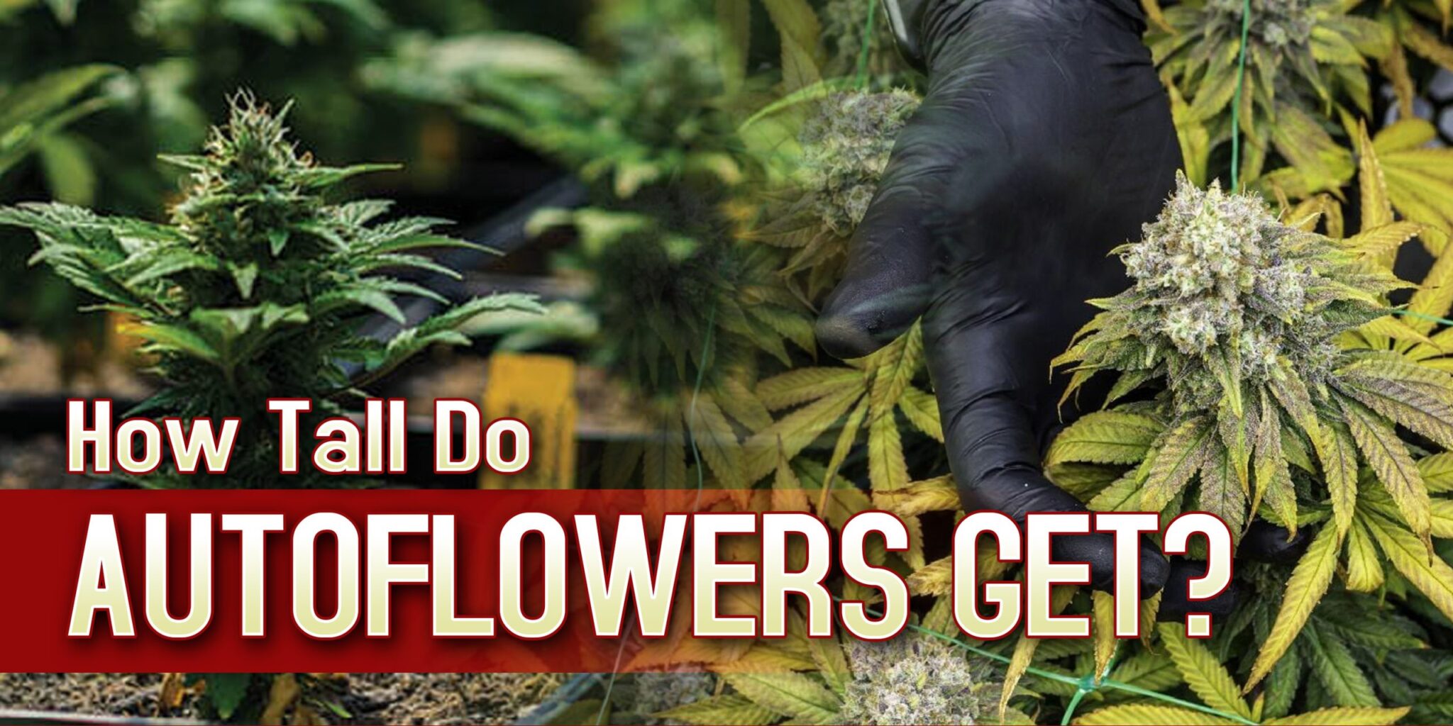 How Tall Do Autoflowers Get? | Crop King Seeds