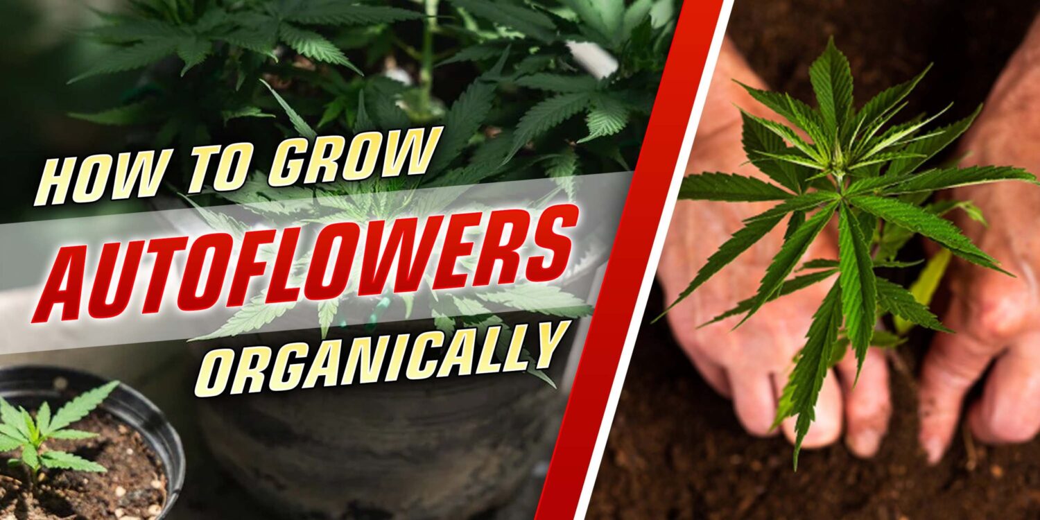 How to Grow Autoflowers Organically | Crop King Seeds
