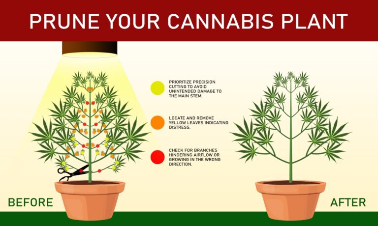 Cannabis 101: How To Prune Cannabis? | Crop King Seeds
