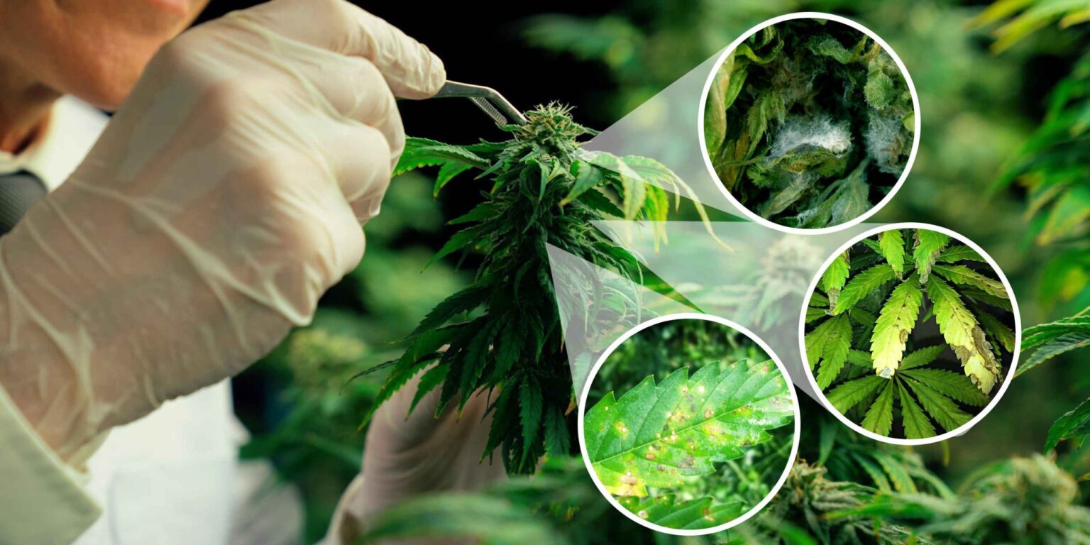 Bud Rot in Cannabis Plants | Crop King Seeds