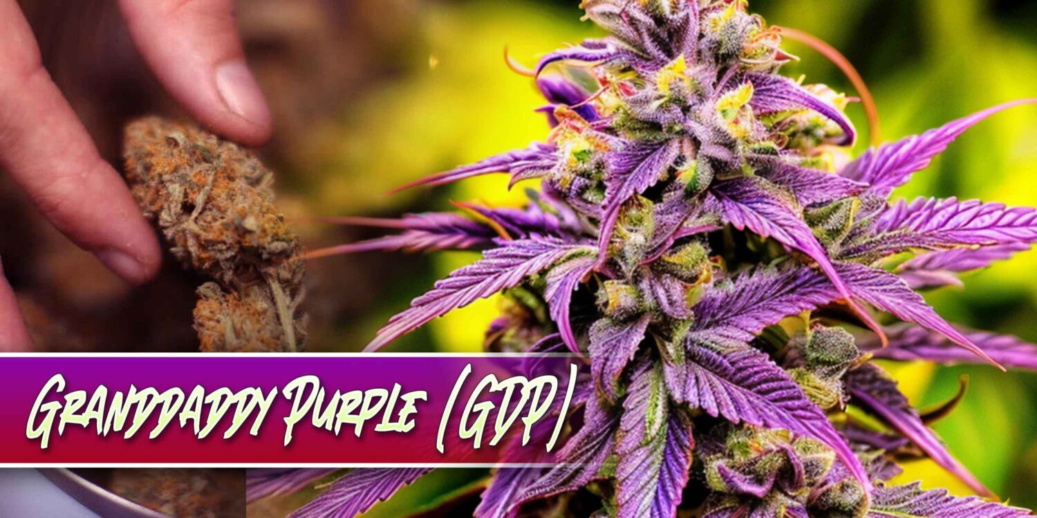 Top 10 Purple Weed Strains You Need to Try | Crop King Seeds
