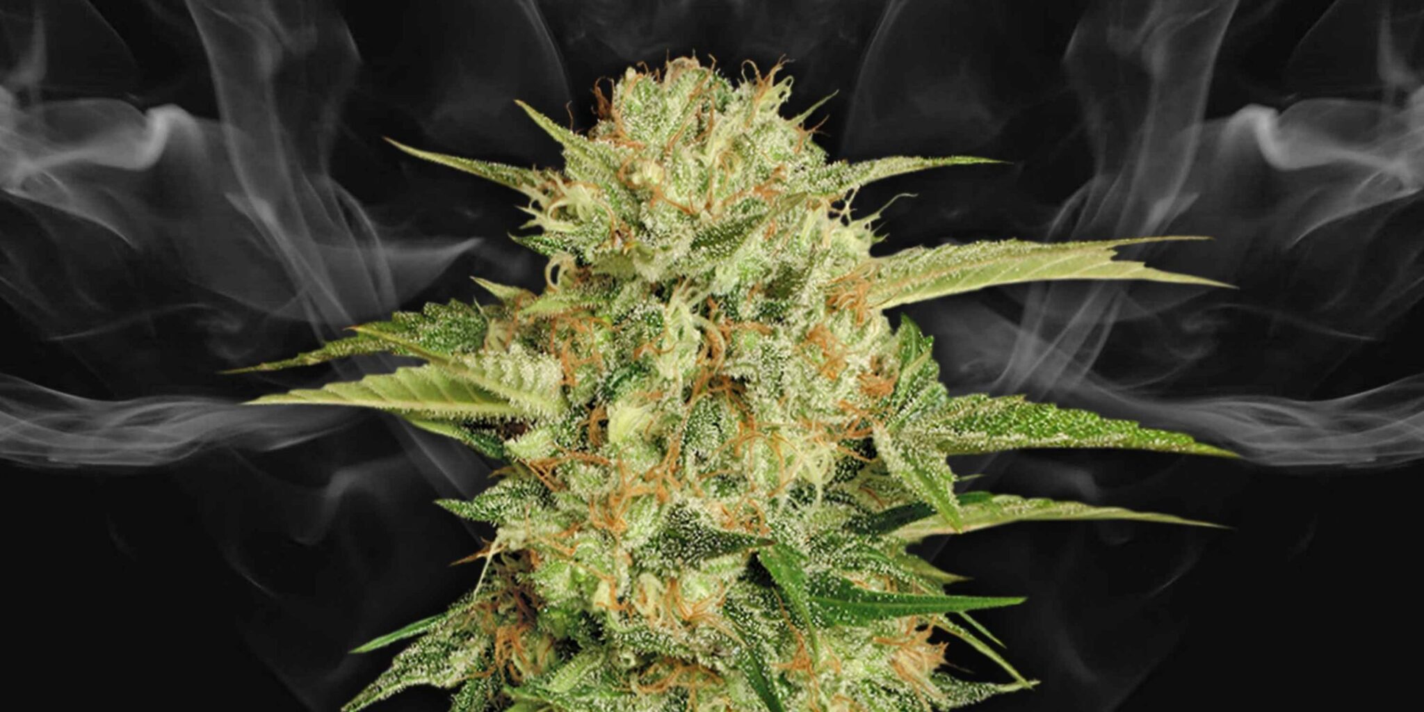 Bud Rot in Cannabis Plants | Crop King Seeds