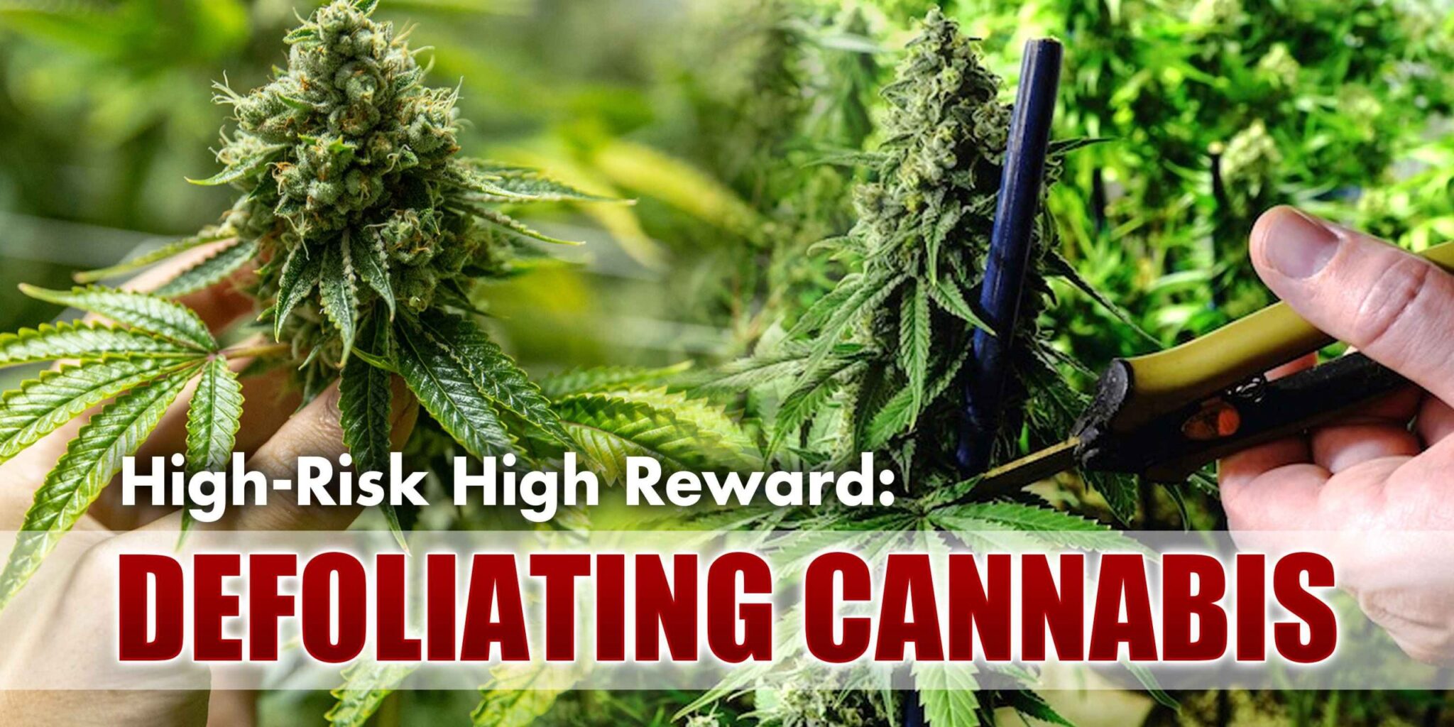 High-Risk High Reward: Defoliating Cannabis | Crop King Seeds