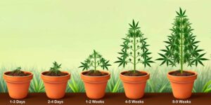 How to Grow Autoflowers Successfully: Expert Tips and Techniques | Crop ...