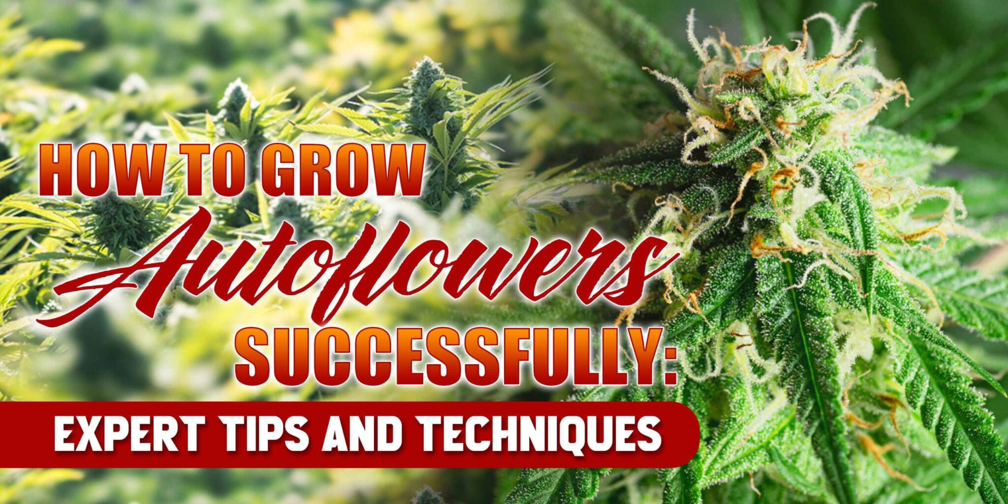 How to Grow Autoflowers Successfully: Expert Tips and Techniques | Crop ...