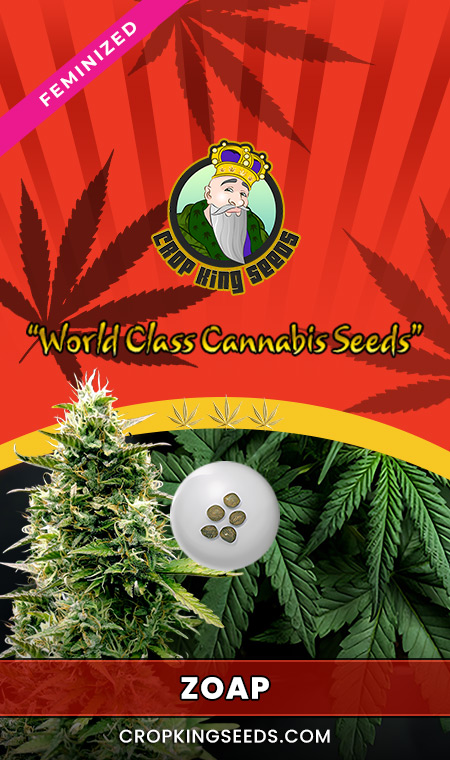 Buy Zoap Strain Feminized Marijuana Seeds | Crop King Seeds