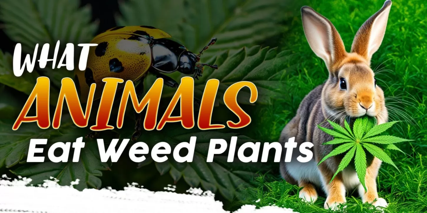 What Animals Eat Weed Plants | Crop King Seeds