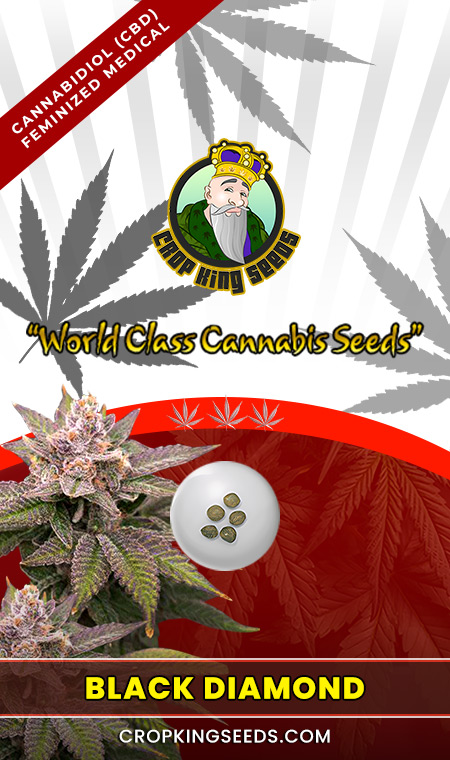 New Strains | Crop King Seeds