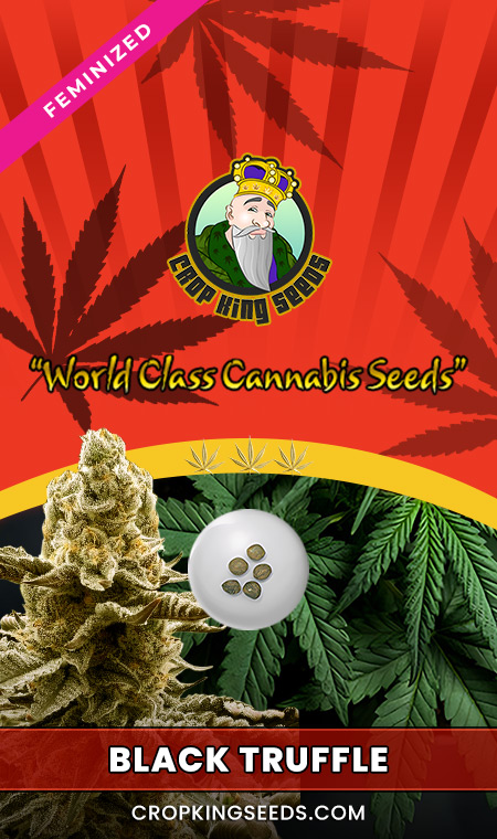 Buy Black Truffle Strain Feminized Marijuana Seeds | Crop King Seeds