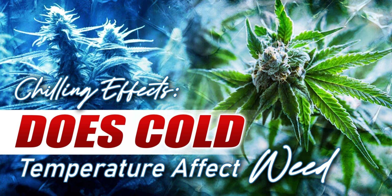 Chilling Effects: Does Cold Temperature Affect Weed | Crop King Seeds