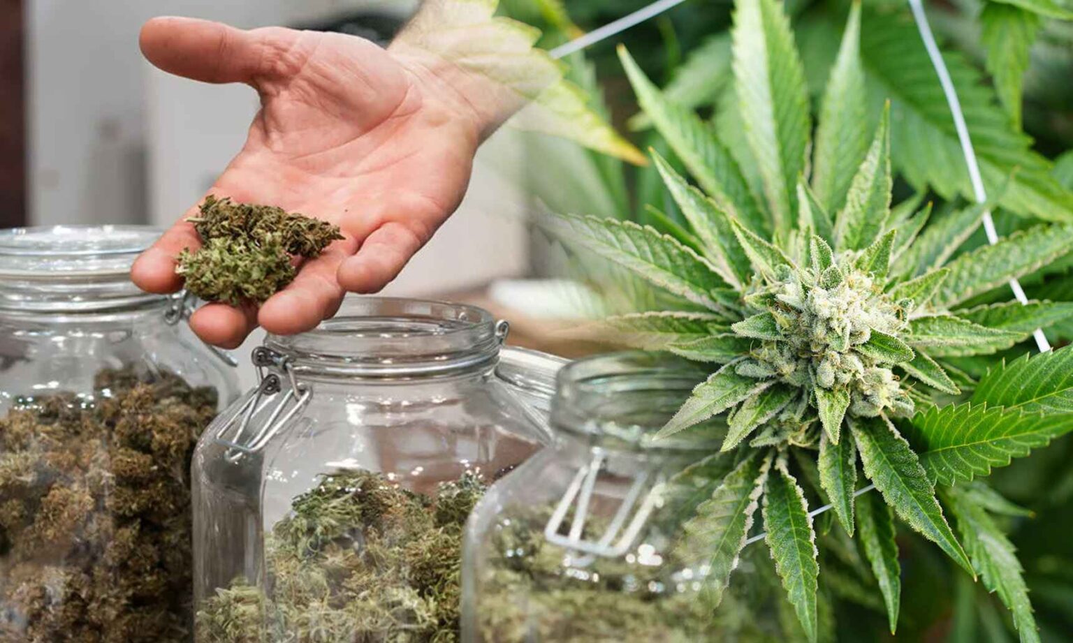 How Eating Raw Weed Affects Your Body: Exploring the Risks and Benefits ...