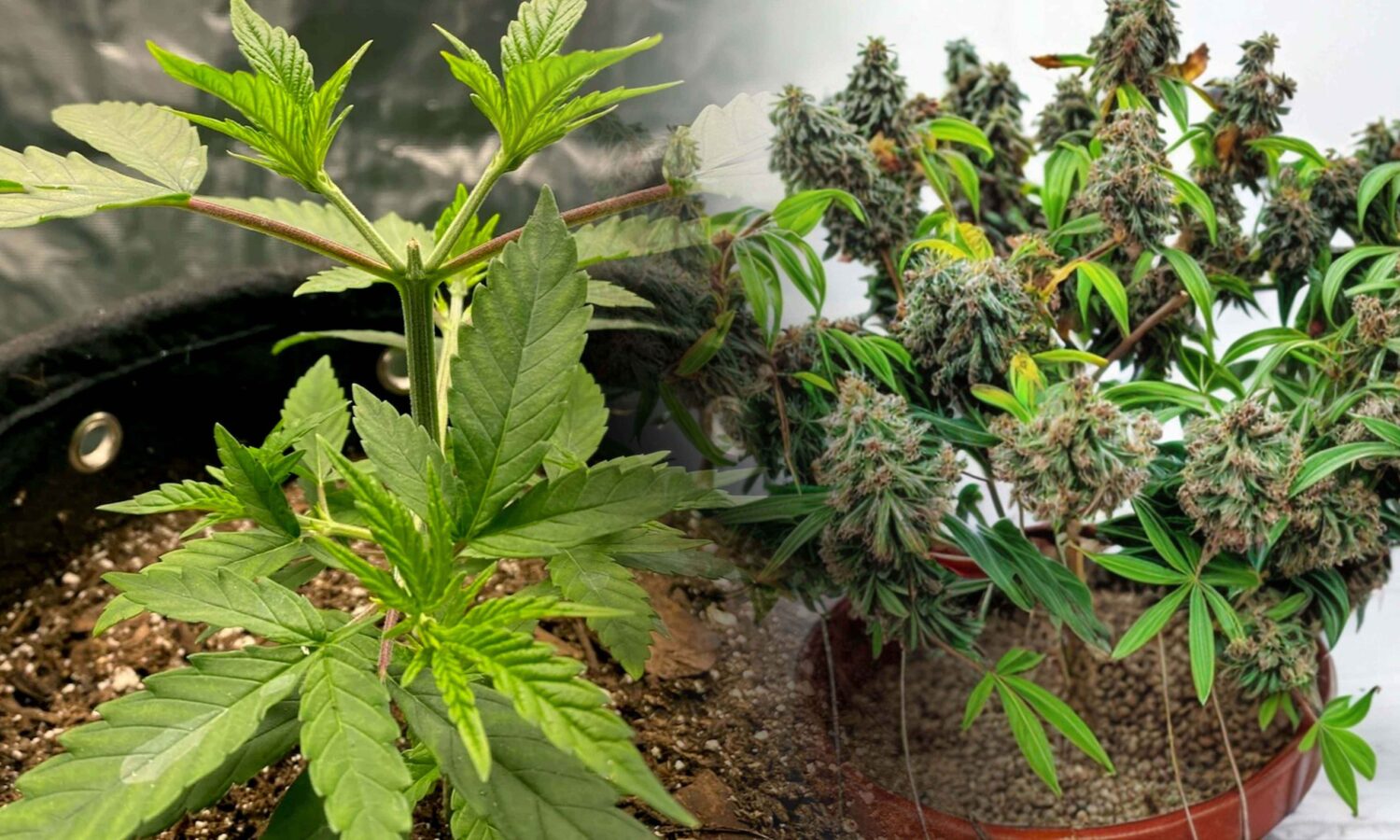 How to Grow Short Bushy Weed Plants | Crop King Seeds
