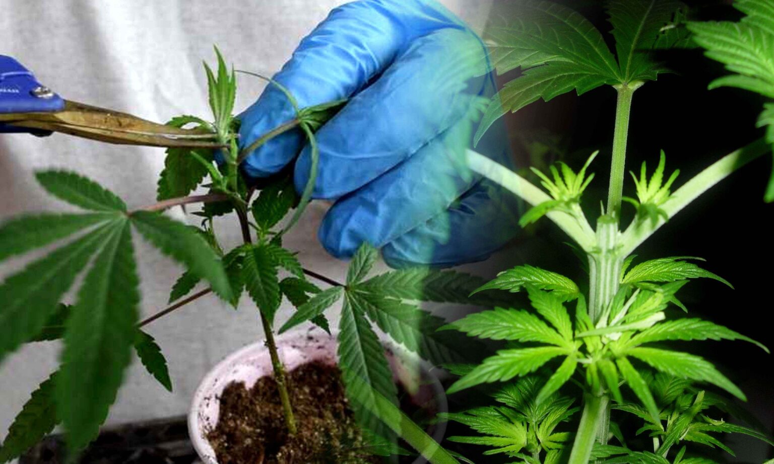 How to Grow Short Bushy Weed Plants | Crop King Seeds
