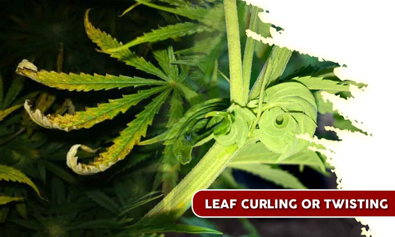 How to Identify Cannabis Plant Deficiencies: A Comprehensive Guide | Crop King Seeds